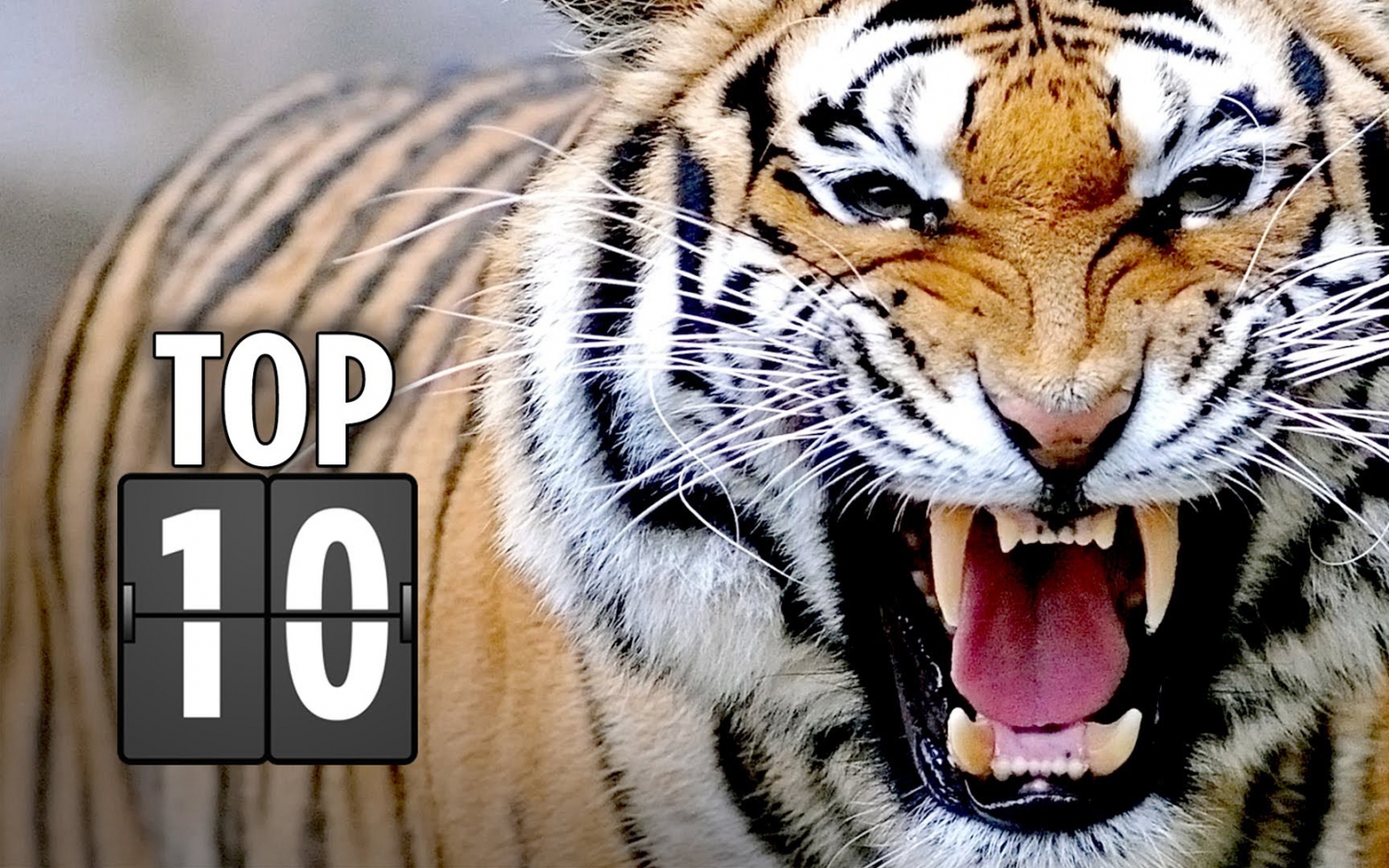 Animal Top 10: Guida TV - TV Sorrisi e Canzoni
